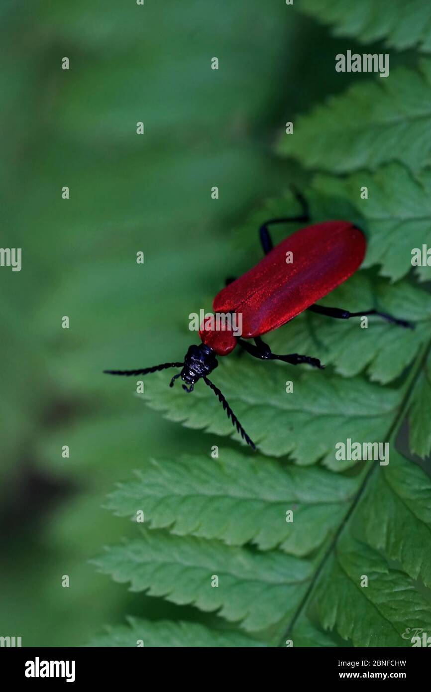 Beautifulnature hi-res stock photography and images - Alamy