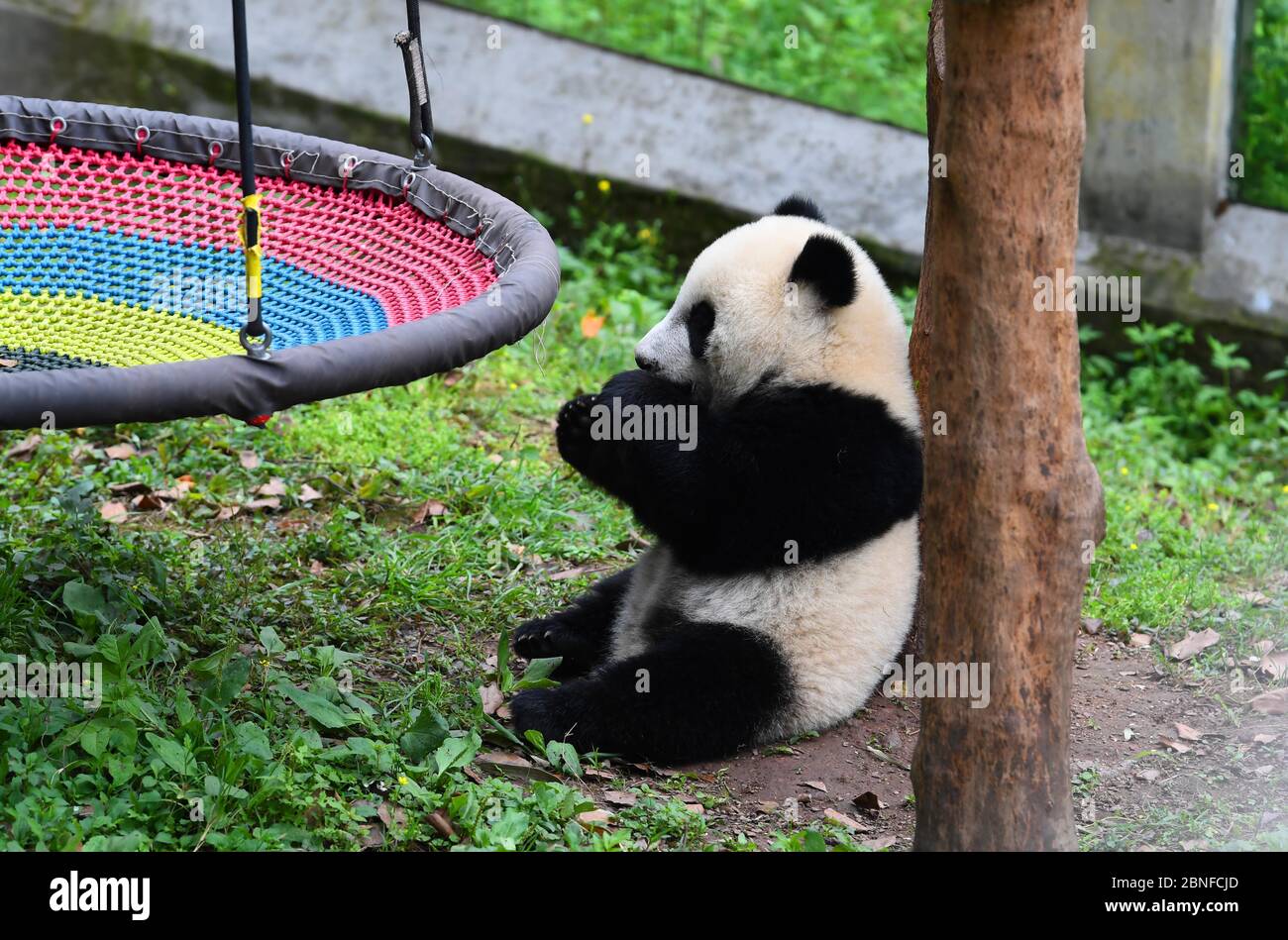 Giant panda quadruplets Shuangshuang, Chongchong, Xixi and Qingqing ...