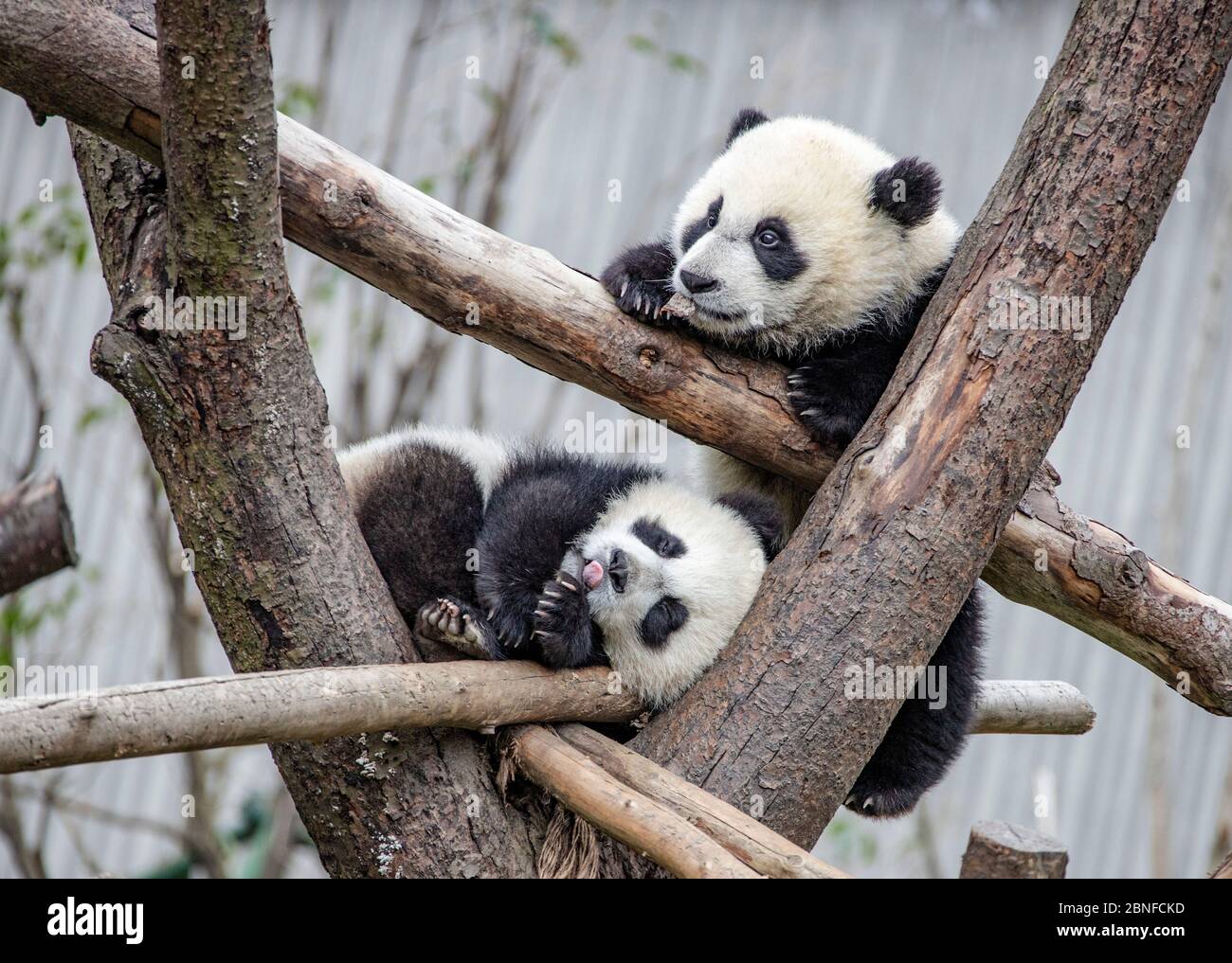 --FILE--Naughty pandas enjoy their cozy lives by climbing trees ...
