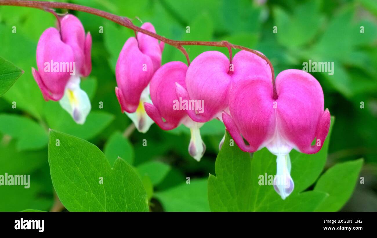 Chinese plant bleeding heart asian hi-res stock photography and images ...
