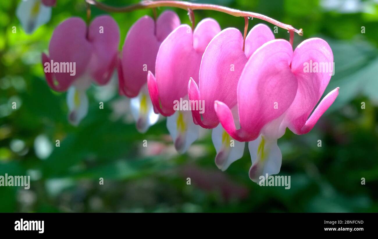 Chinese bleeding heart hi-res stock photography and images - Alamy