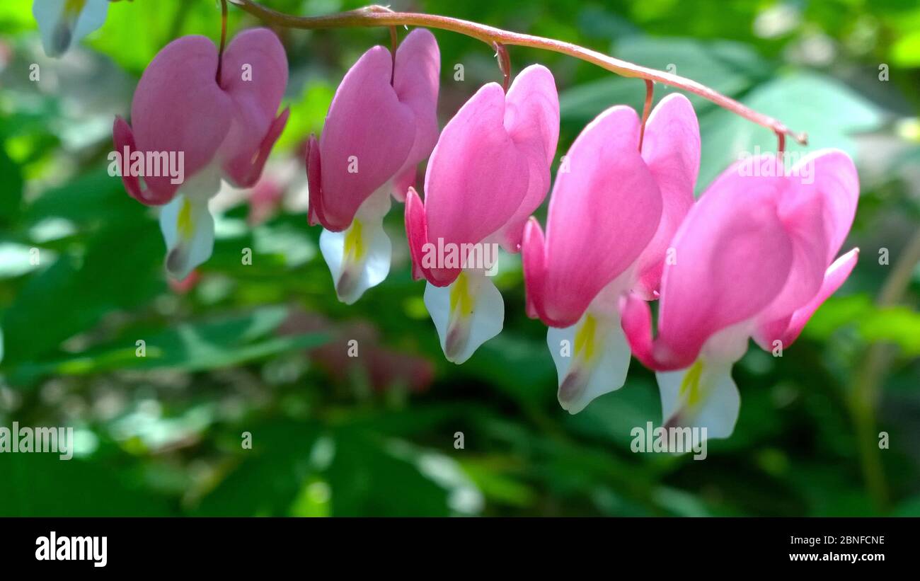 View of lamprocapnos spectabilis, a species of flowering plant in the ...