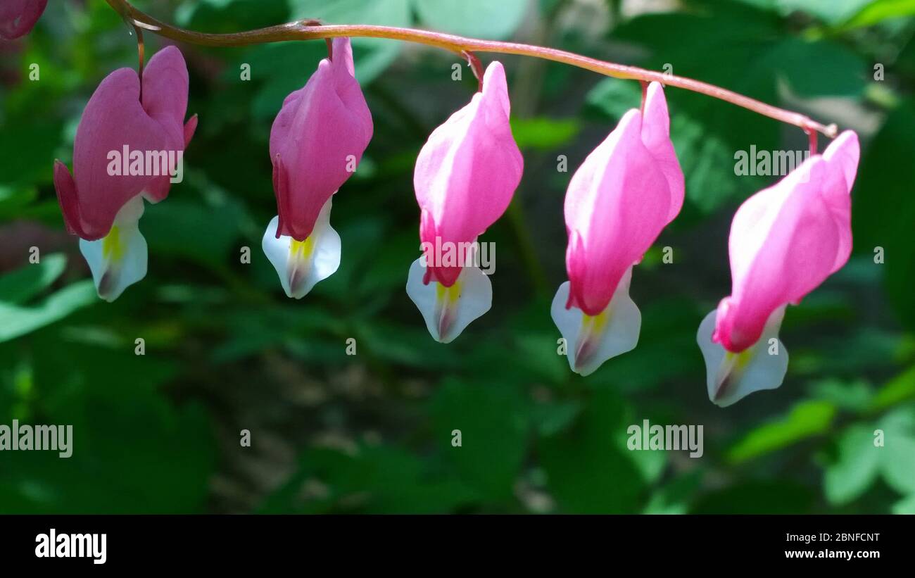 View of lamprocapnos spectabilis, a species of flowering plant in the ...