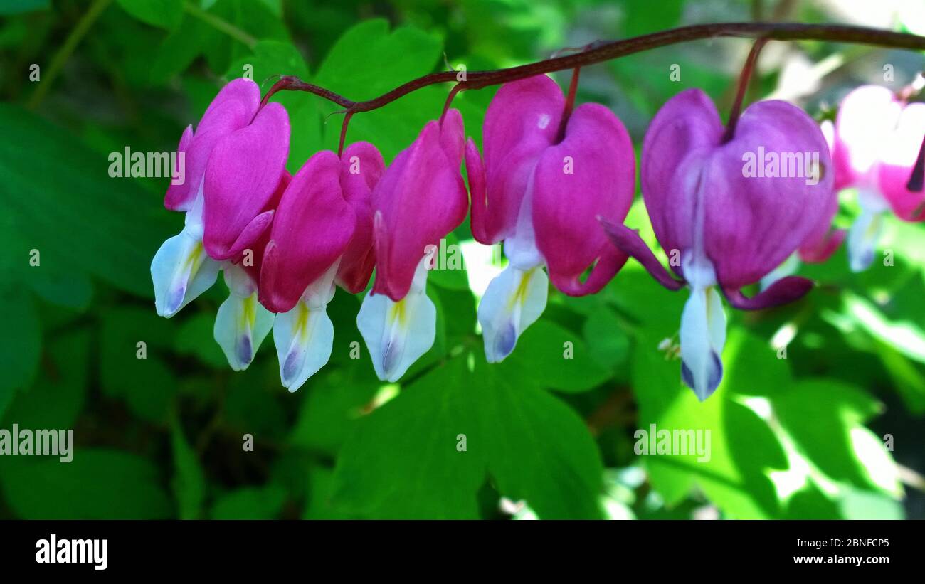 View of lamprocapnos spectabilis, a species of flowering plant in the ...