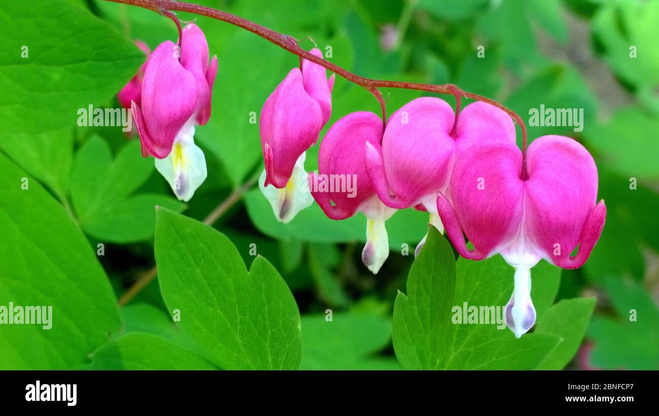 Chinese plant bleeding heart asian hi-res stock photography and images ...