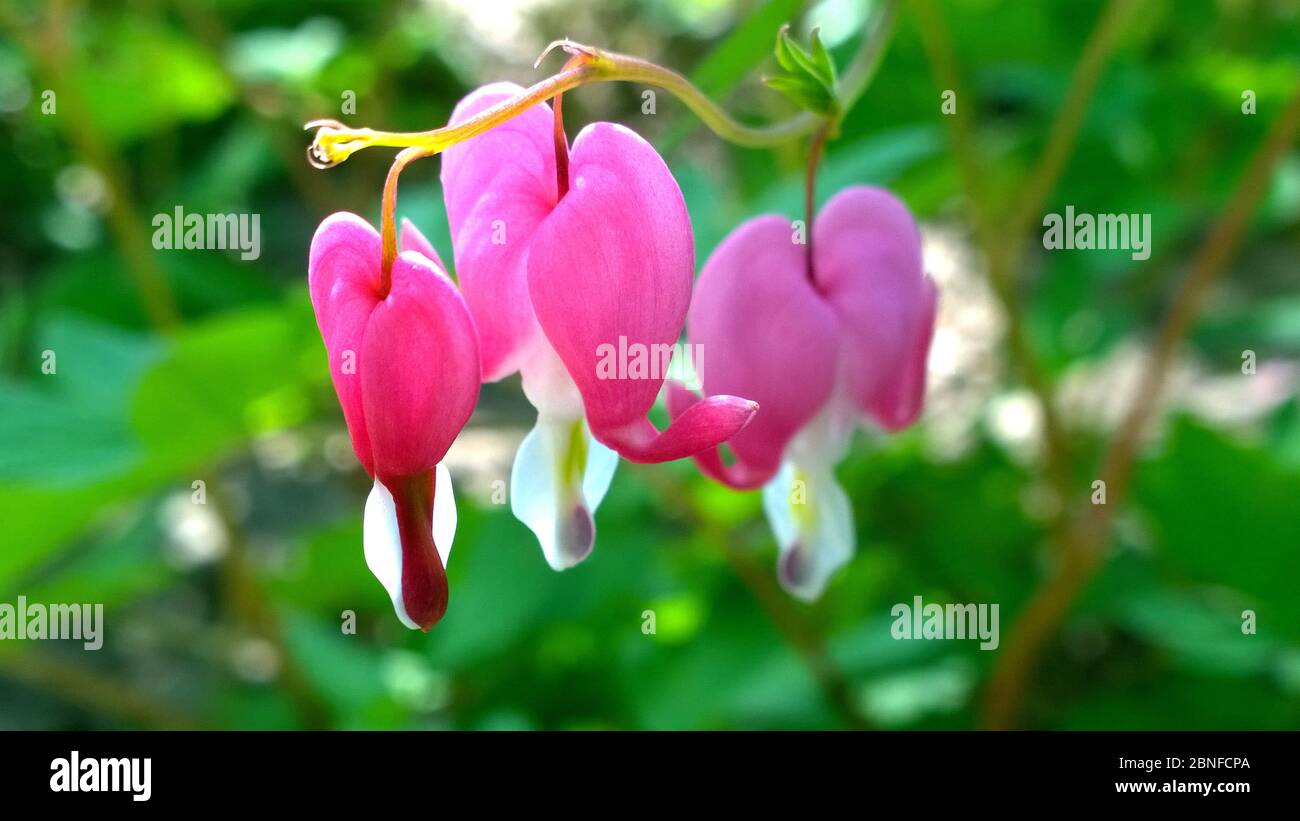 View of lamprocapnos spectabilis, a species of flowering plant in the ...