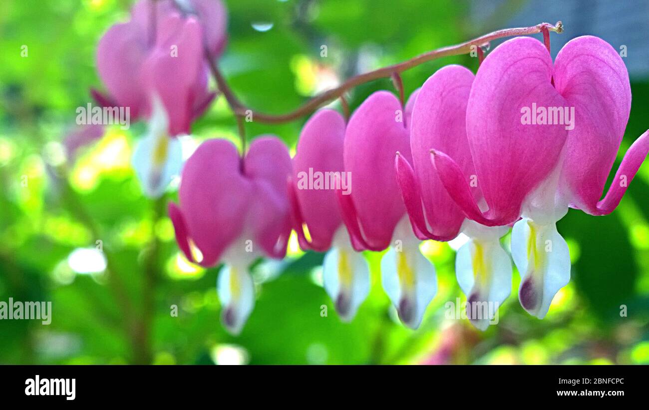 Chinese plant bleeding heart asian hi-res stock photography and images ...