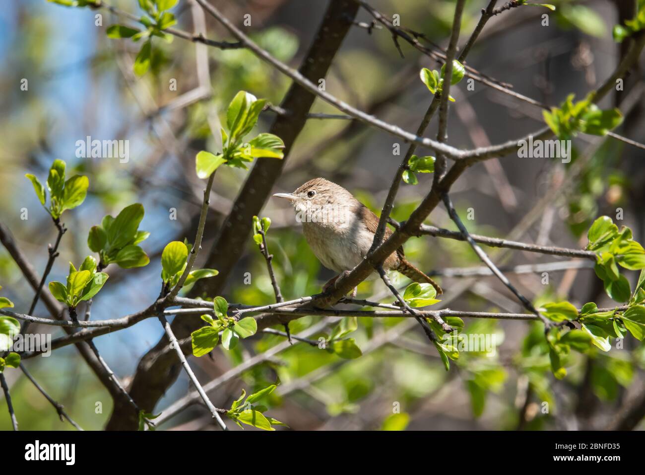 House Wren on Branch in Springtime Stock Photo - Alamy