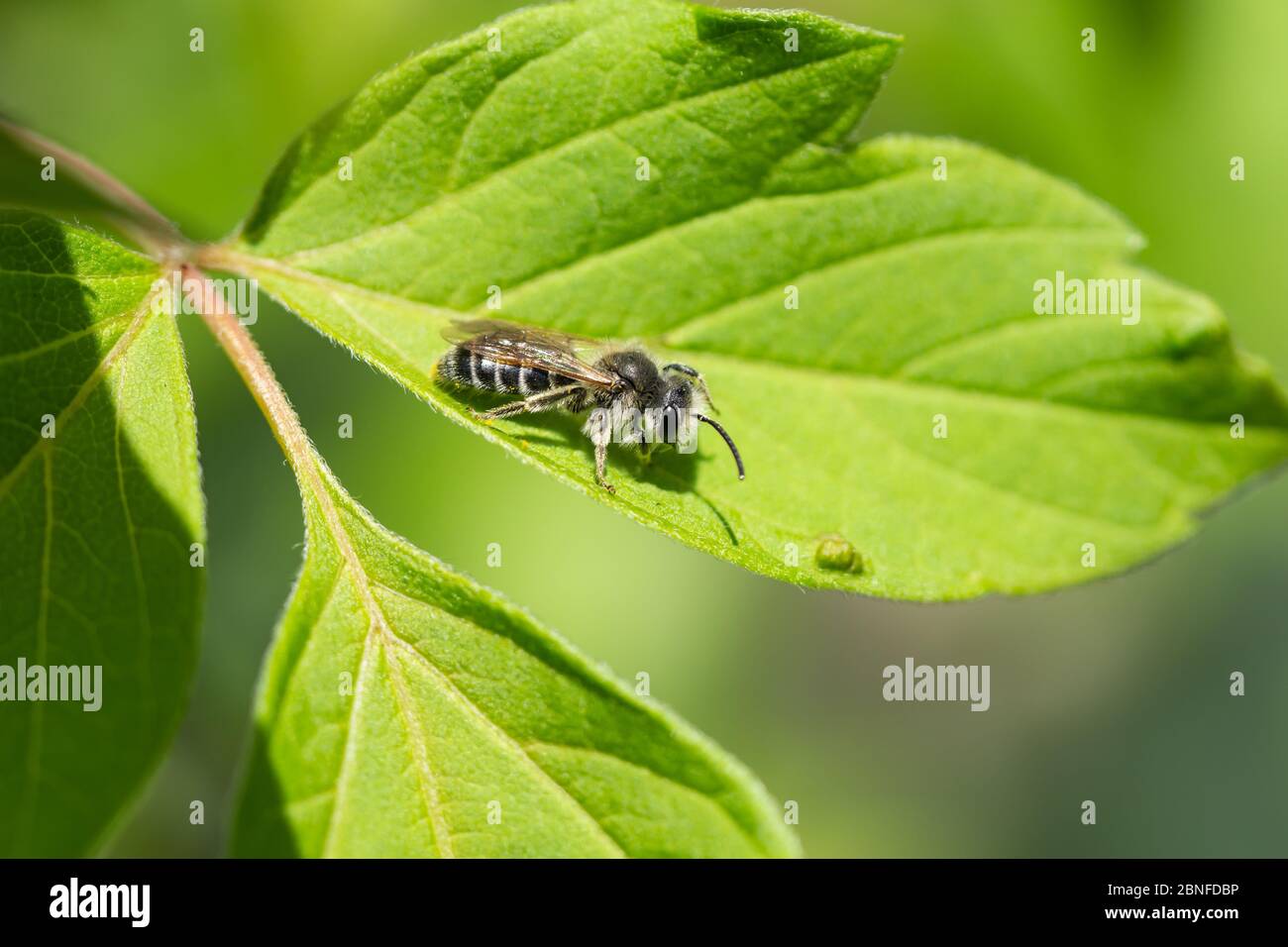 Leaf mining fauna hi-res stock photography and images - Alamy