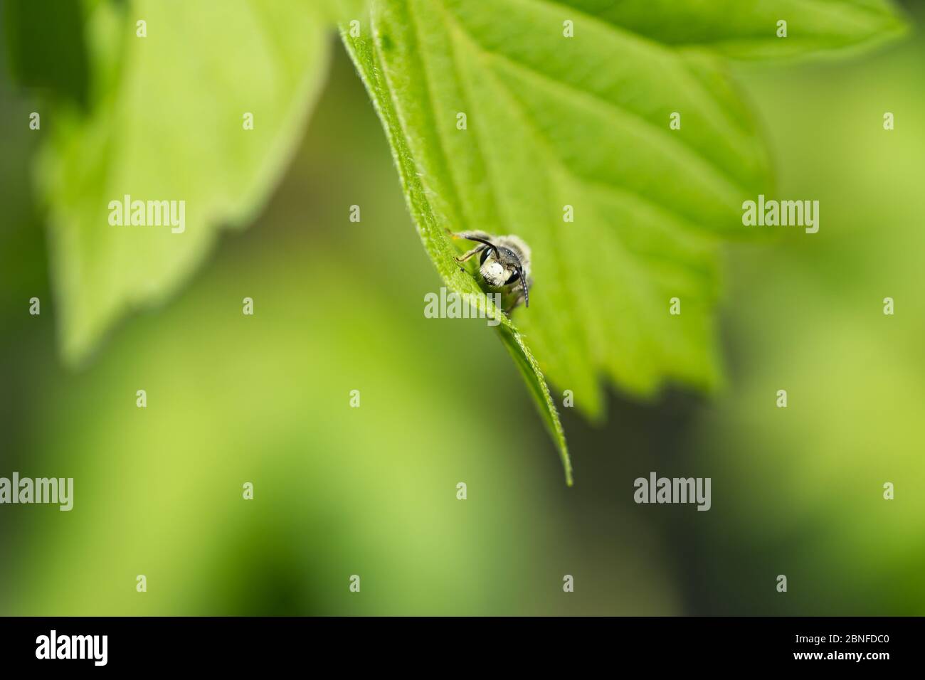 Leaf mining insects hi-res stock photography and images - Alamy