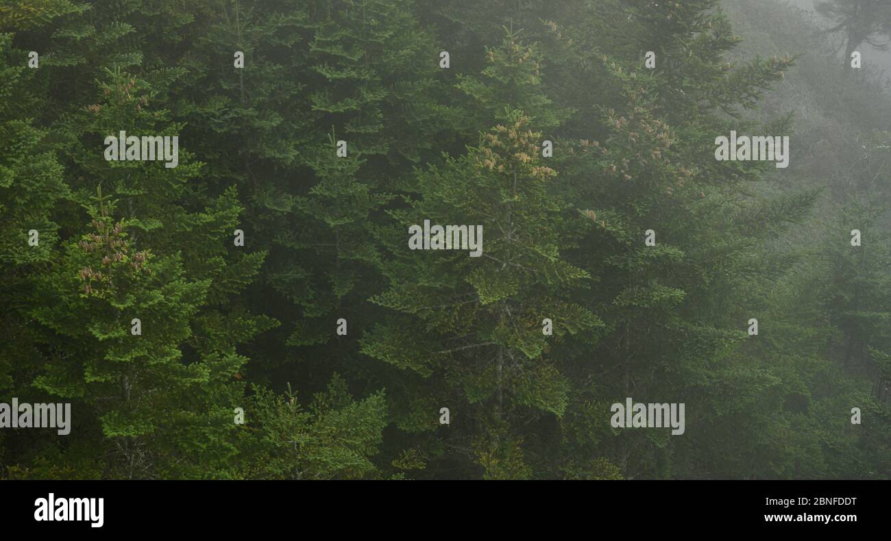 Tops of Pine Trees In Fog Stock Photo - Alamy