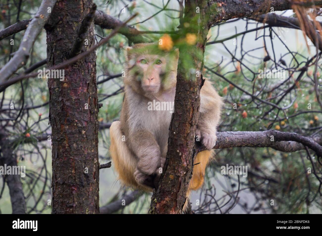 A wild monkey sits on a branch, interacting with tourists and showing ...
