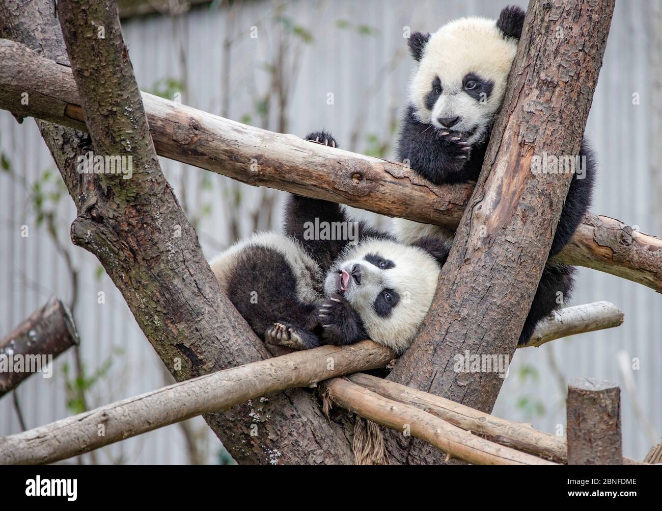 Pandas fighting hi-res stock photography and images - Alamy