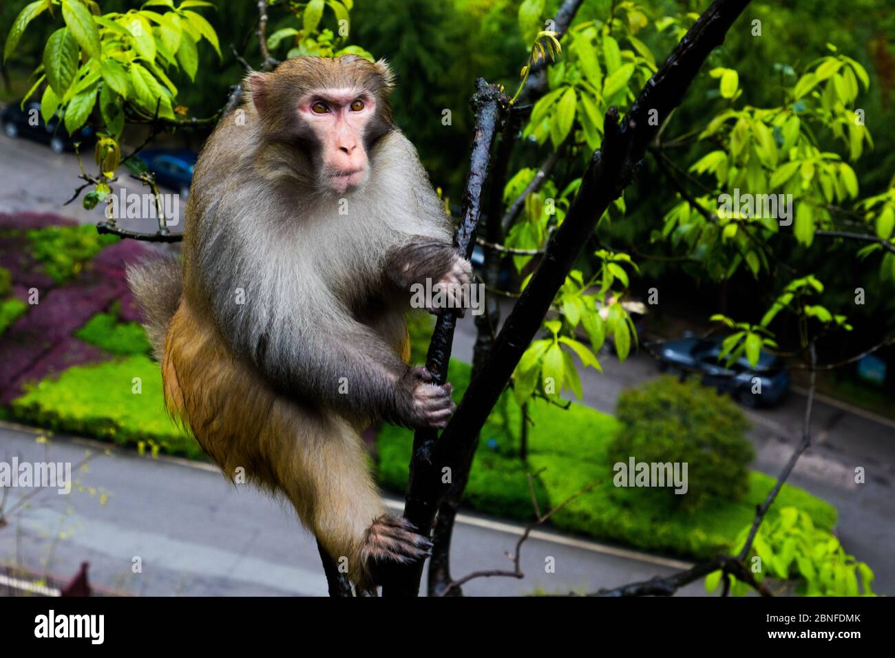 A wild monkey sits on a branch, interacting with tourists and showing ...