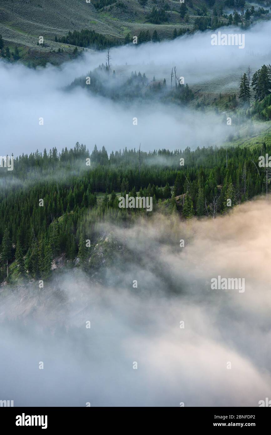 Thick forest yellowstone hi-res stock photography and images - Alamy