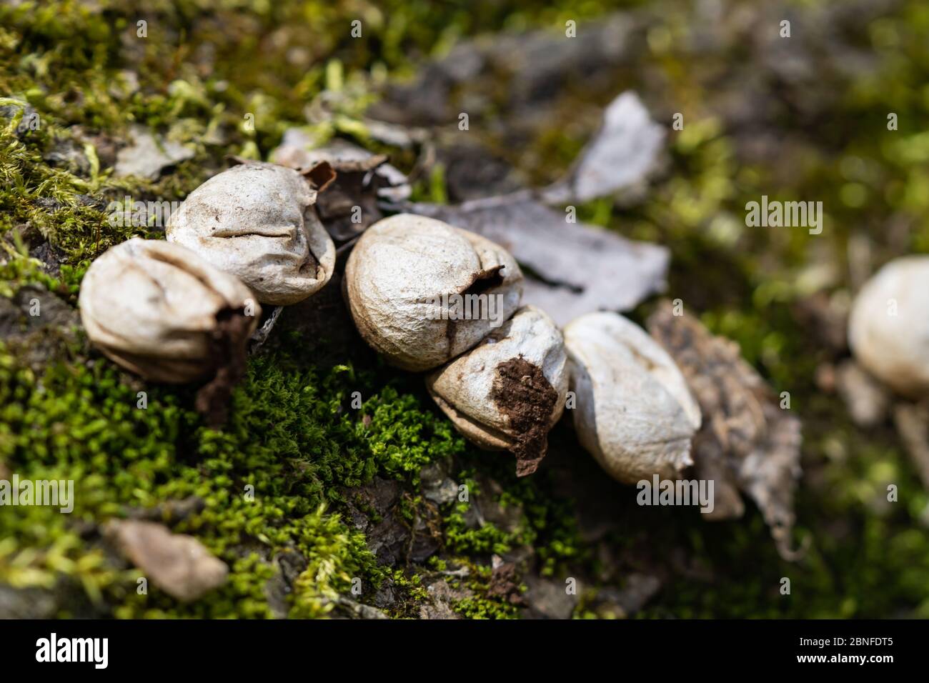Pear shaped puffball mushrooms hi-res stock photography and images - Alamy