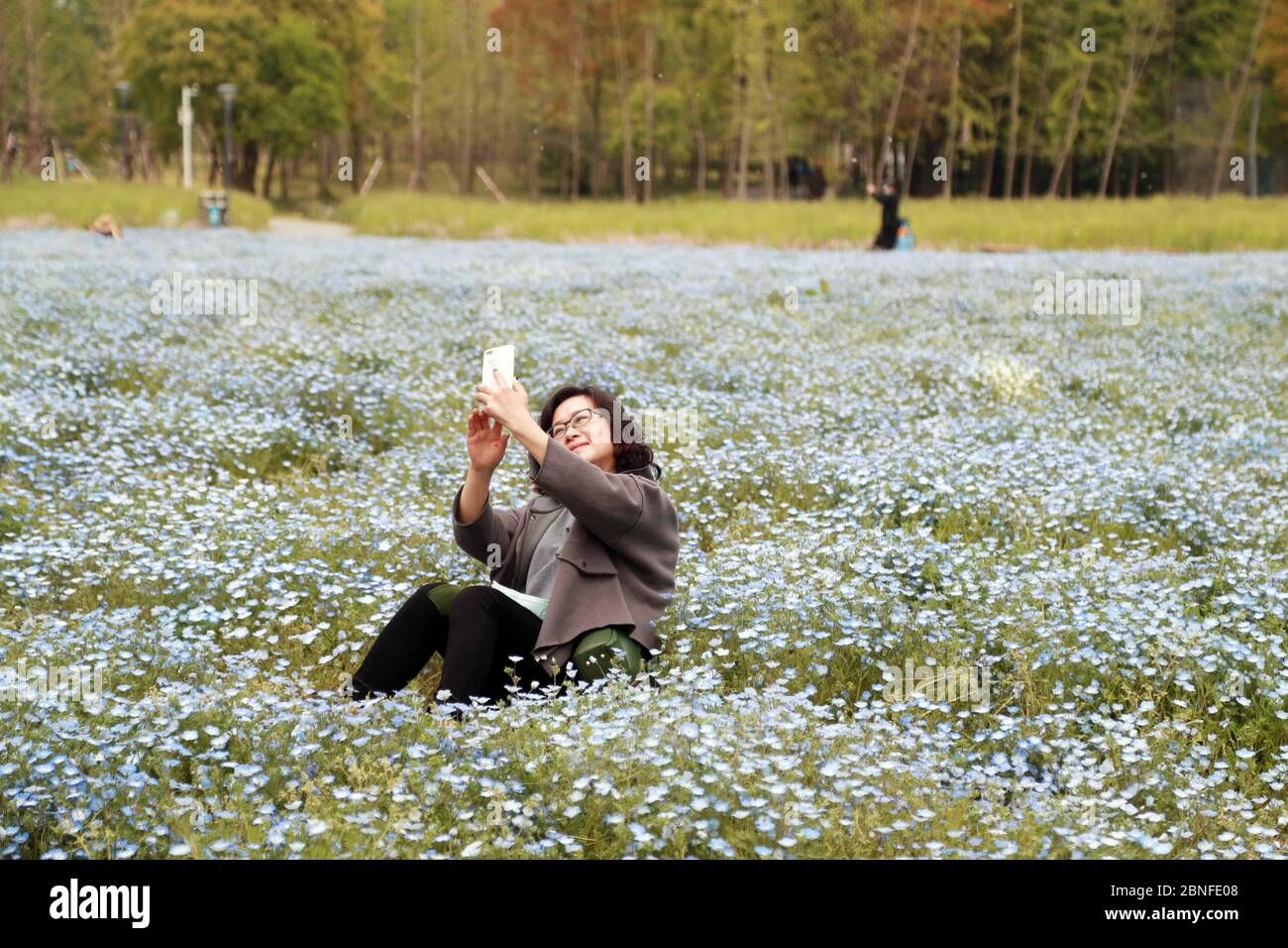 Nemophila (baby blue eyes) are in full blooms at Minhang Culture Park ...