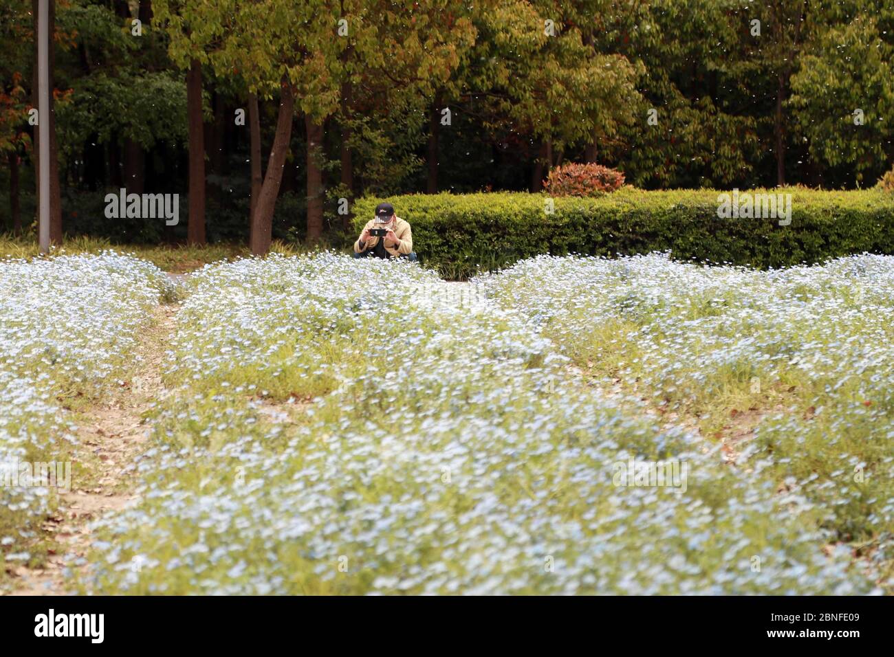 Nemophila (baby blue eyes) are in full blooms at Minhang Culture Park ...