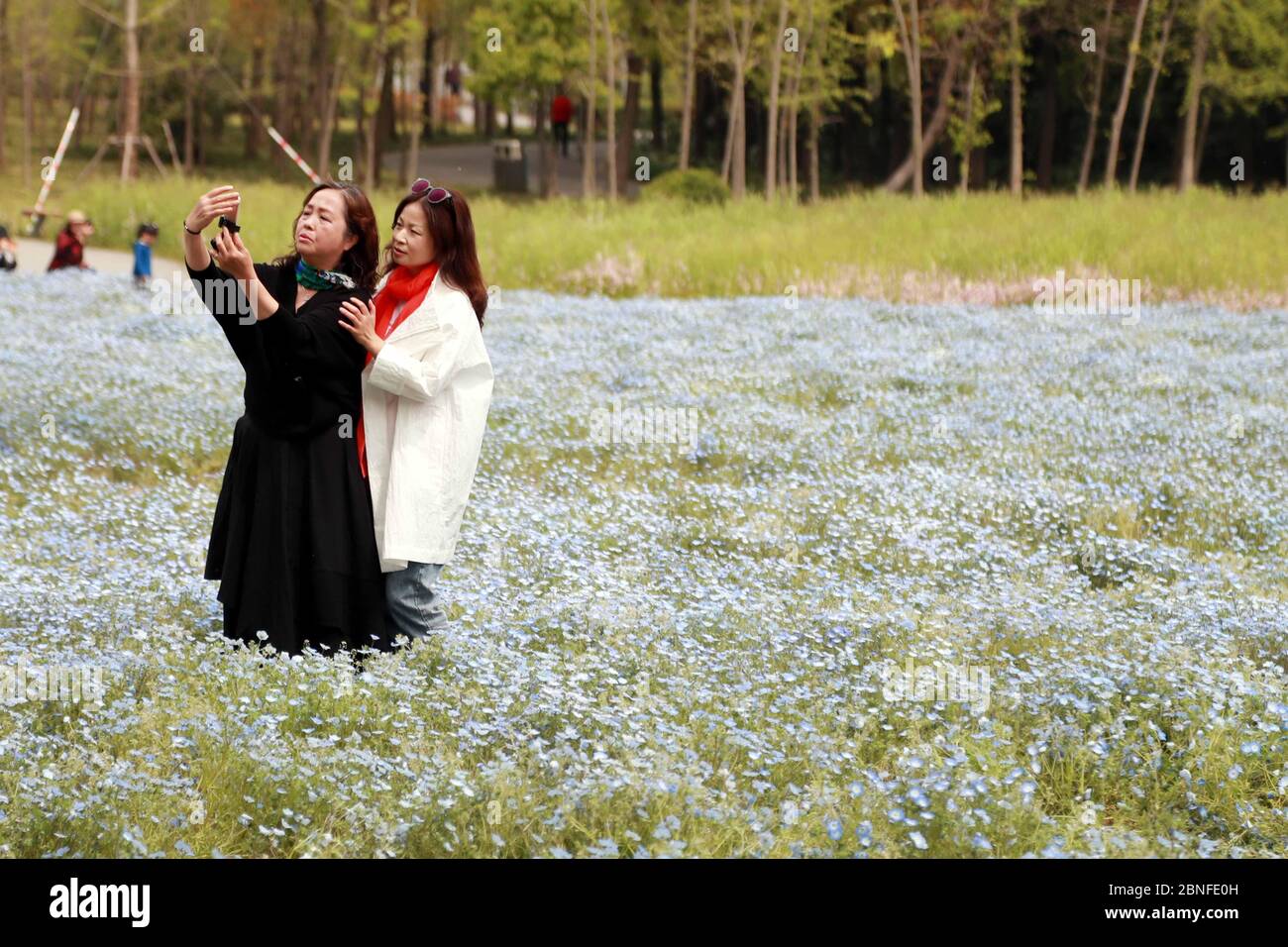 Nemophila (baby blue eyes) are in full blooms at Minhang Culture Park ...