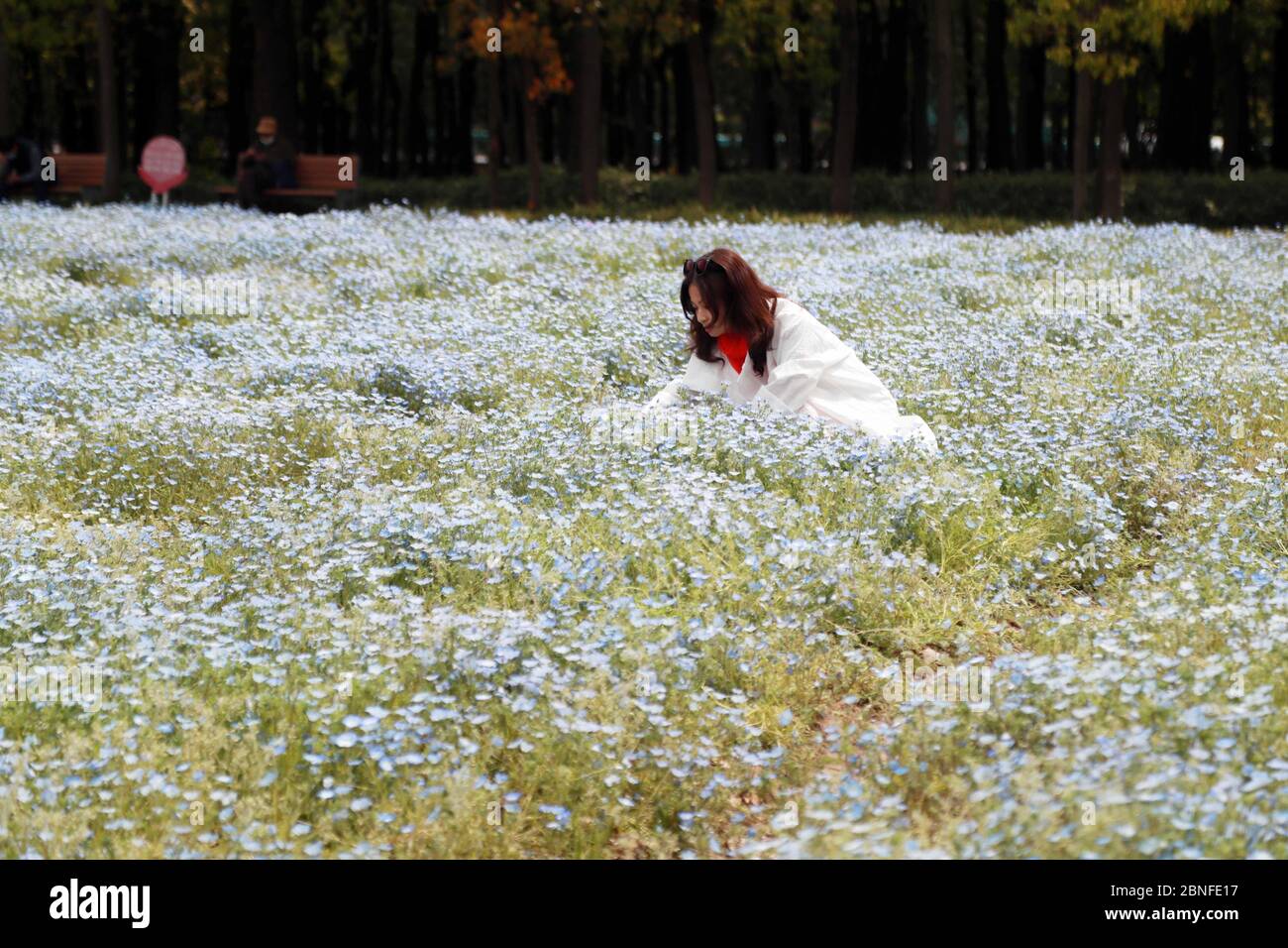 Nemophila (baby blue eyes) are in full blooms at Minhang Culture Park ...