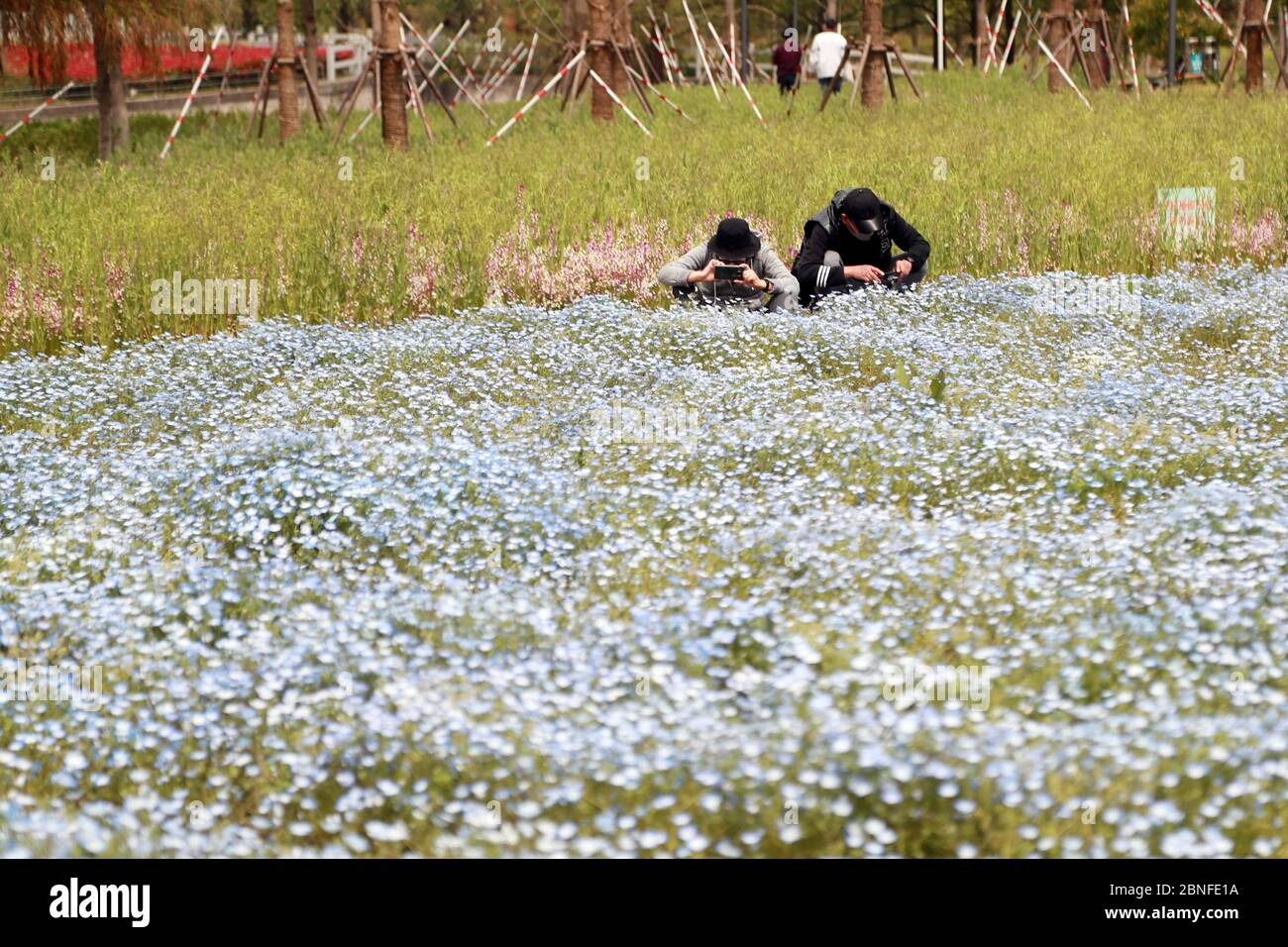 Nemophila (baby blue eyes) are in full blooms at Minhang Culture Park ...