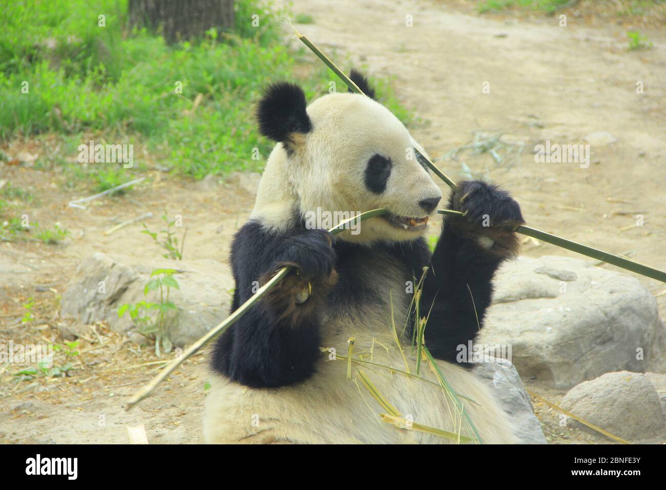 Giant panda plays and eats in the enclosure of Beijing Zoo, Beijing ...