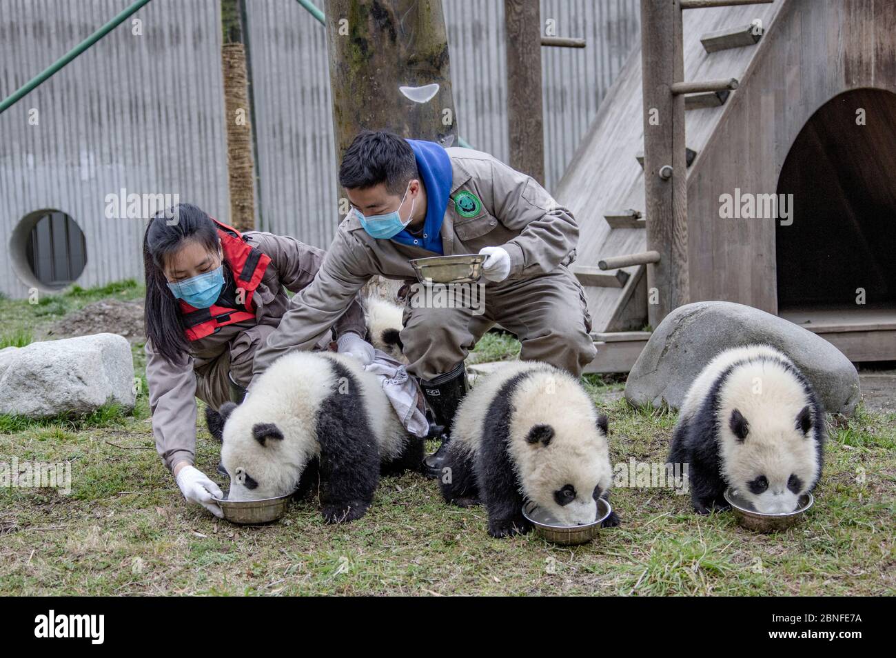 Giant panda cubs are well taken care of by their feeders, who are just ...