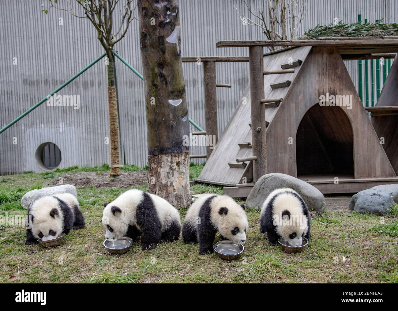 --FILE--Naughty pandas enjoy their cozy lives by climbing trees ...