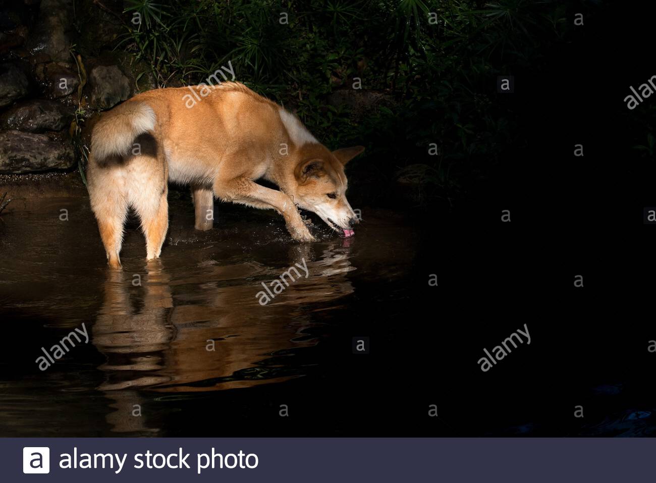 Dingo Close Up High Resolution Stock Photography and Images - Alamy