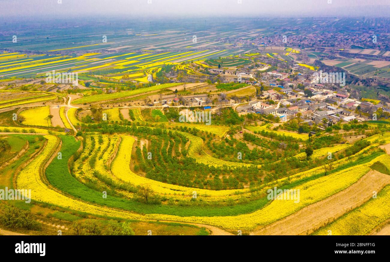 Radix isatidis hi-res stock photography and images - Alamy