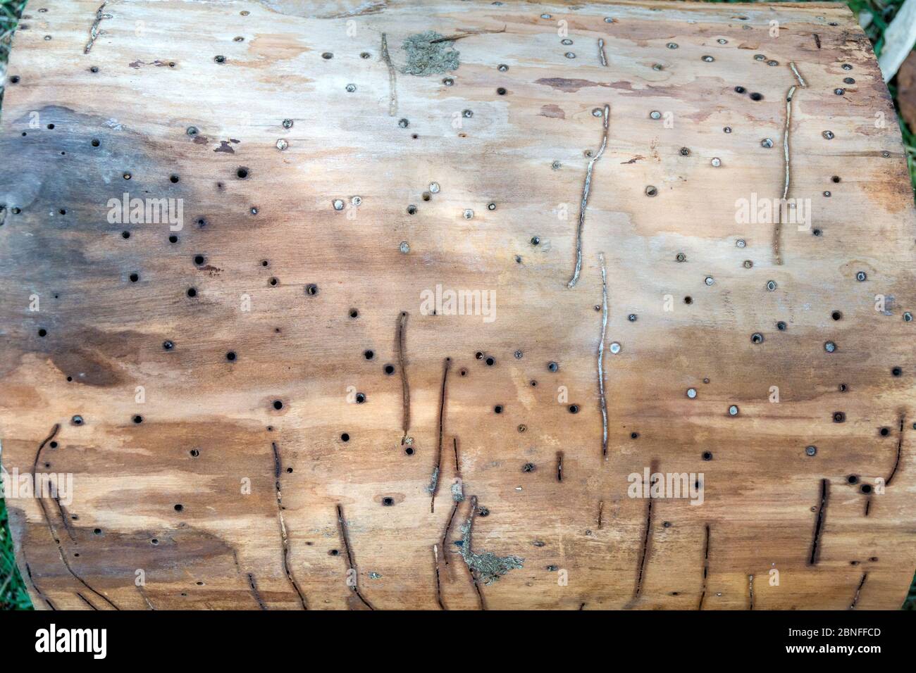 tree trunk surface cleared of bark and damaged by tree bugs and vermin ...