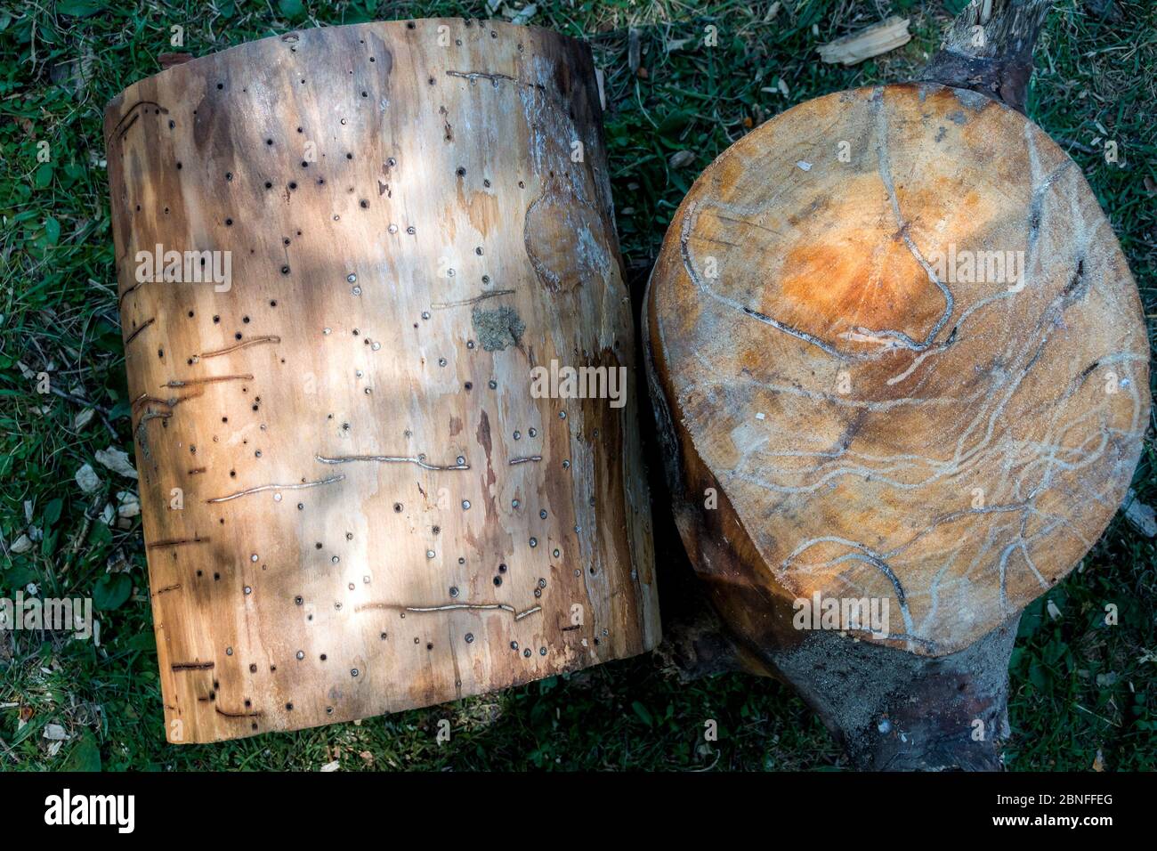 surface of the tree trunk cleared of bark and sawed off such a tree ...