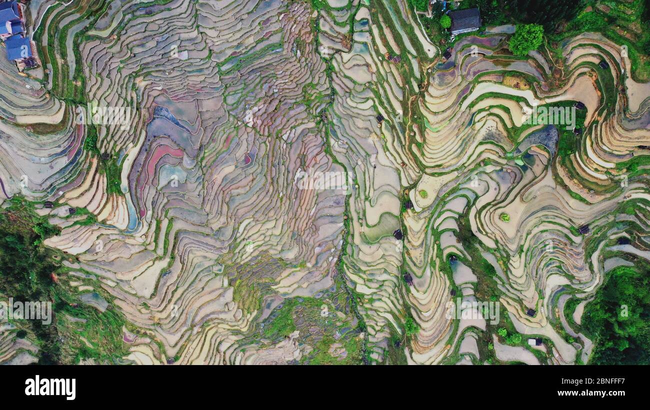 Aerial photos show the amazing terrace fields at Congjiang County ...