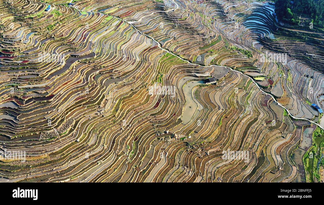 Aerial photo shows the terrace fields in Congjiang County, Qiandongnan ...