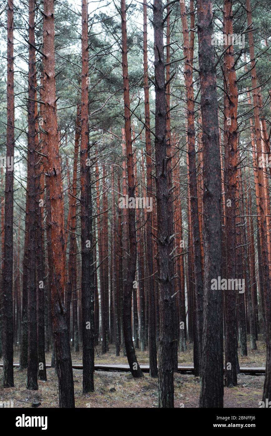 Vertical shot of hundreds of beautiful tall trees captured in a forest Stock Photo - Alamy