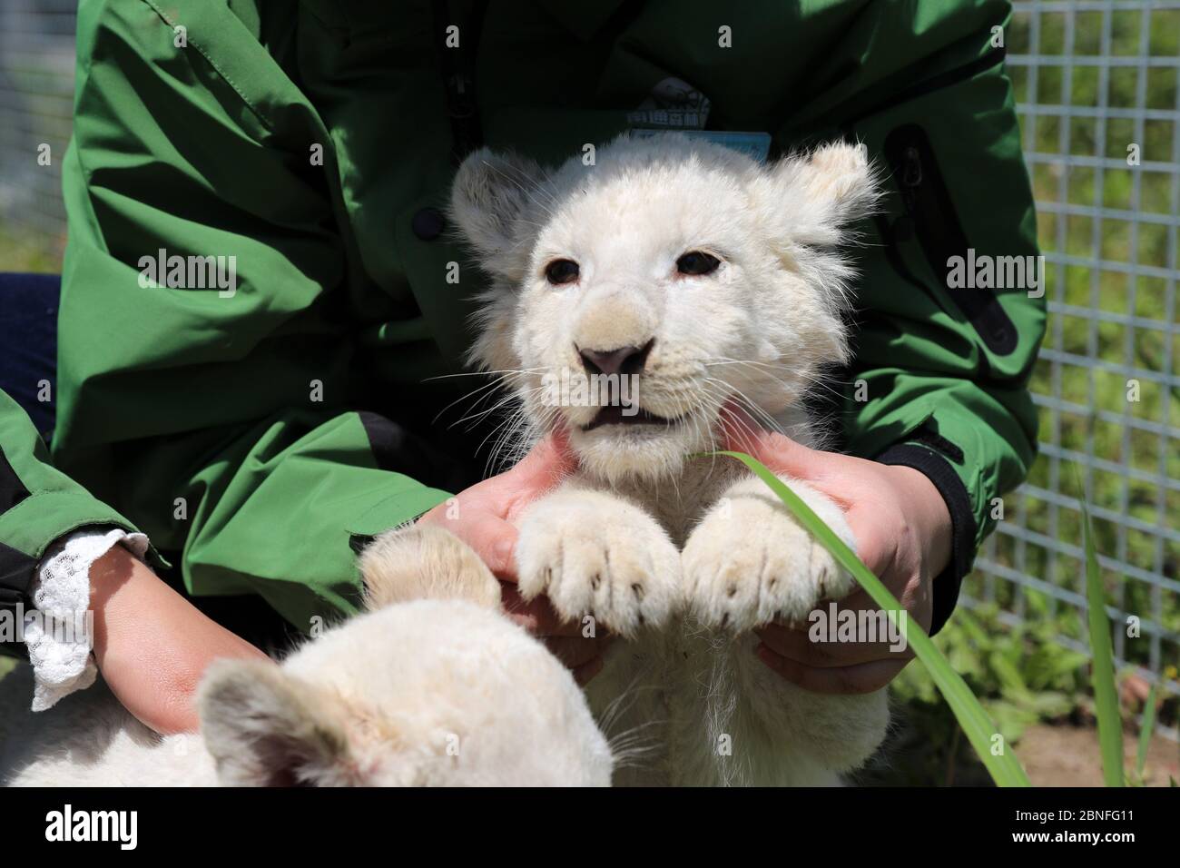 Lion triplets hi-res stock photography and images - Alamy