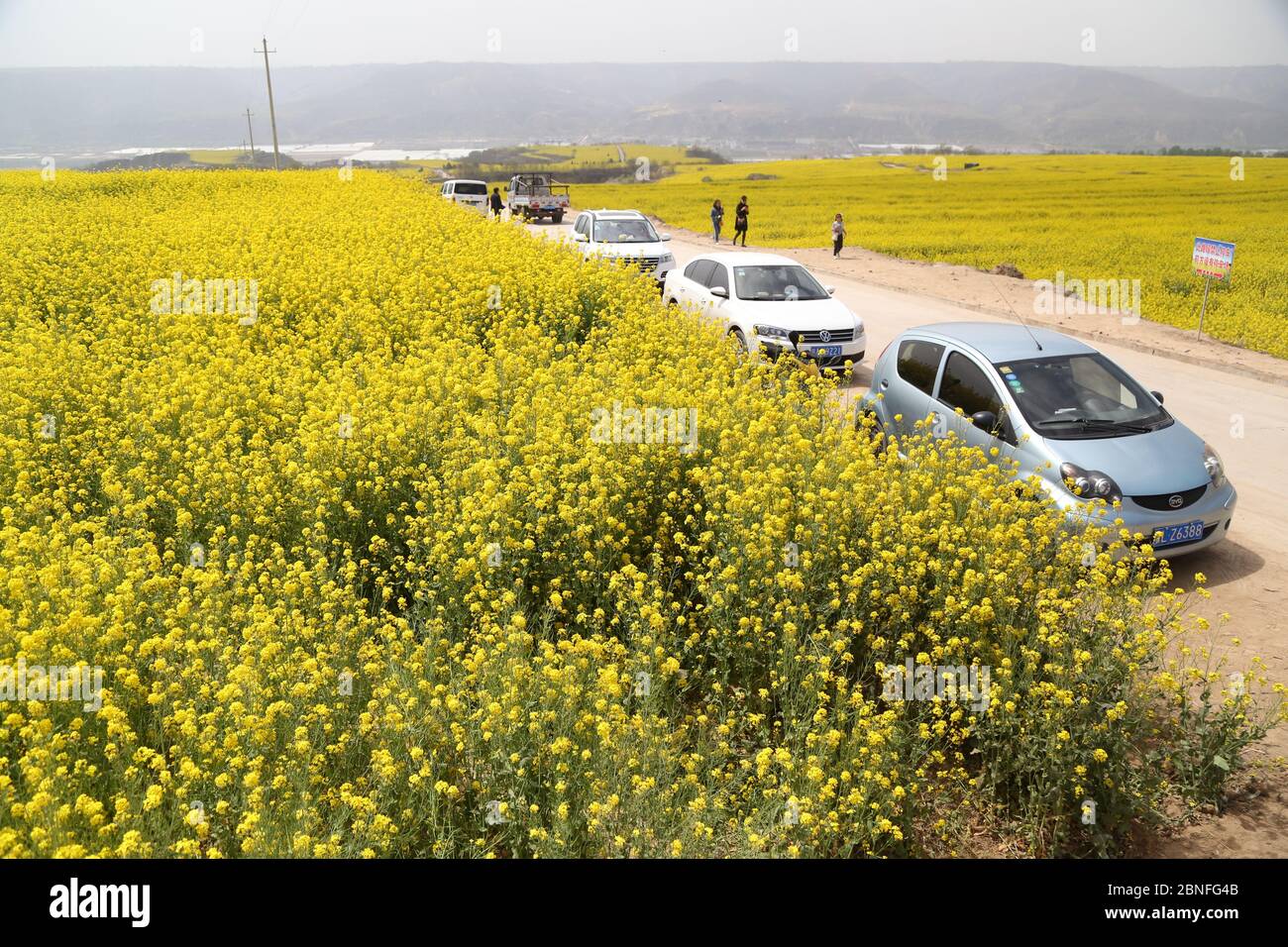 Acres of rape flowers are in full blooms in Wangcun Town of Jingchuan ...