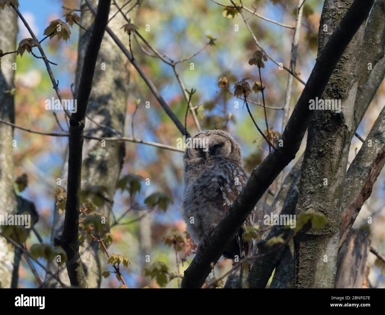 A fledgling barred owl, Strix varia, near its nest at the Wilderness ...