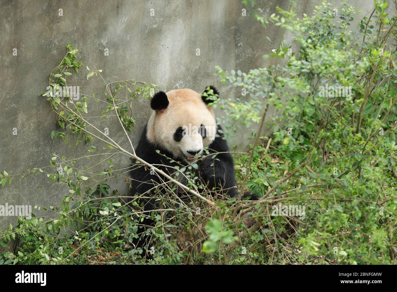 Panda Maotao walks around in the bushes in Chengdu Research Base of ...