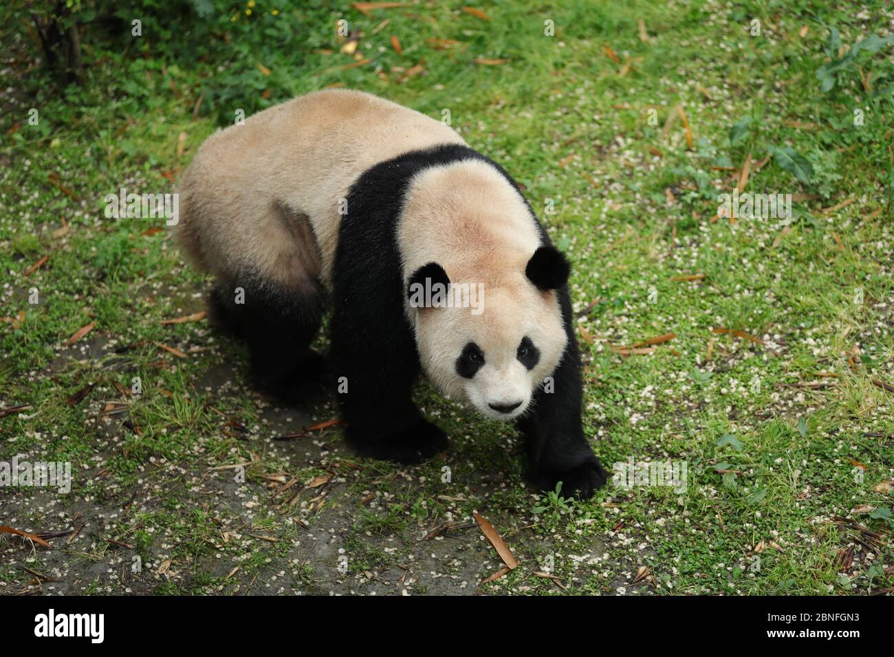 Panda Maotao walks around in the panda house in Chengdu Research Base ...