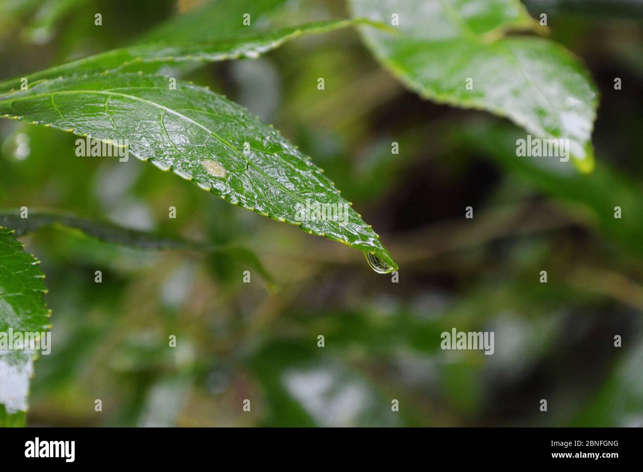 Close up of water dripping from a green leaf Stock Photo - Alamy