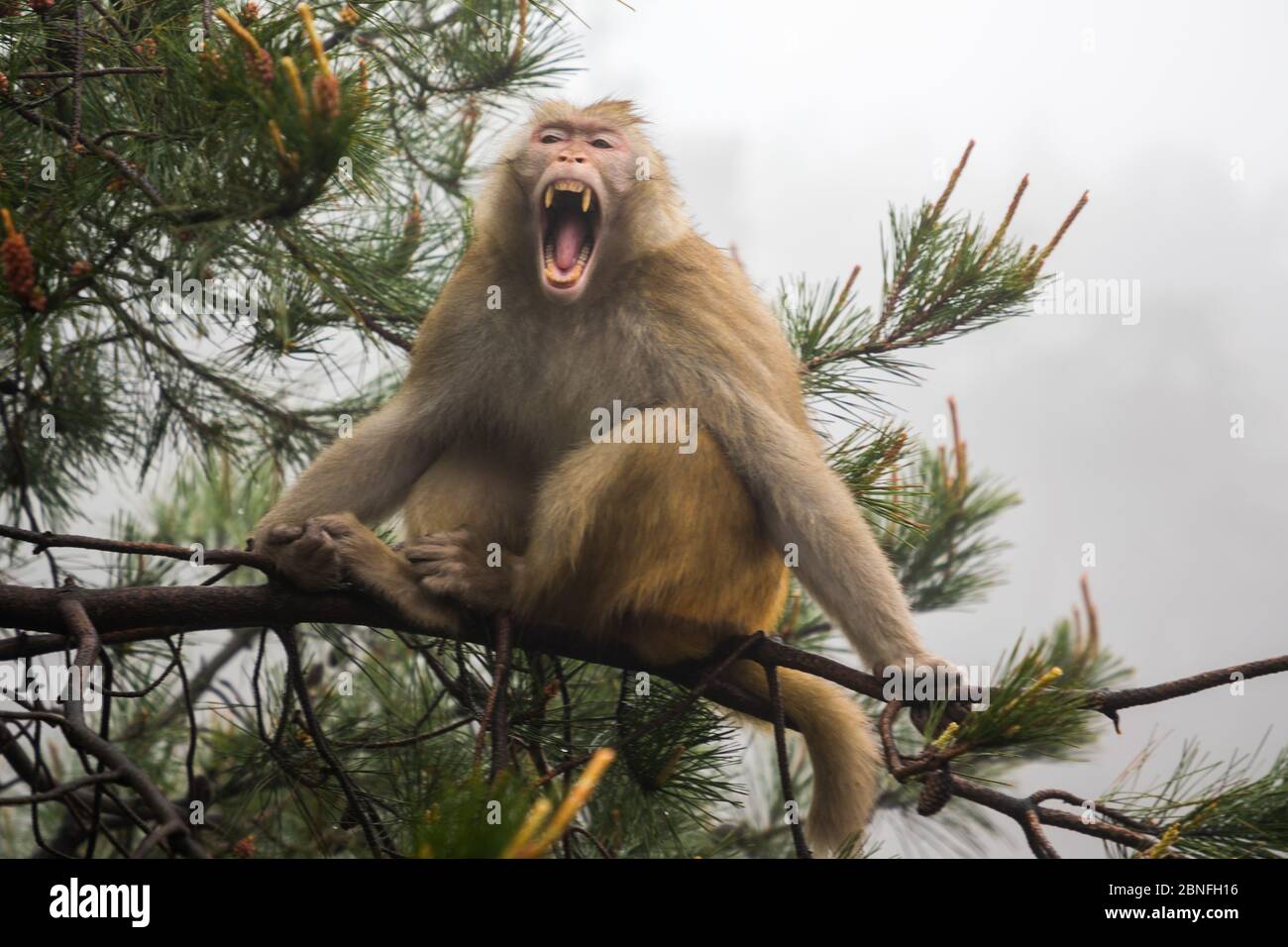 A wild monkey sits on a branch, interacting with tourists and showing ...