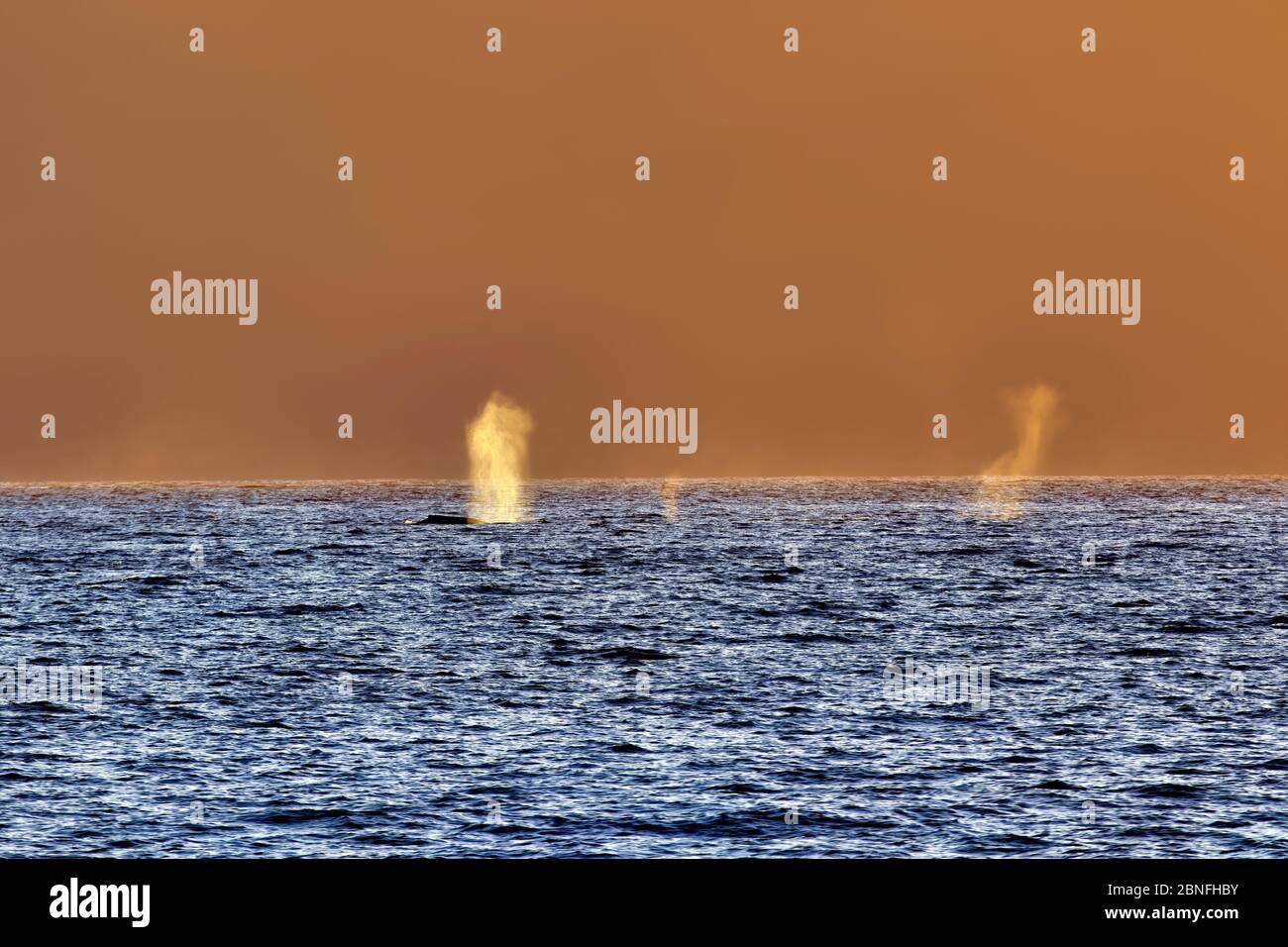 Whales spouting hi-res stock photography and images - Alamy
