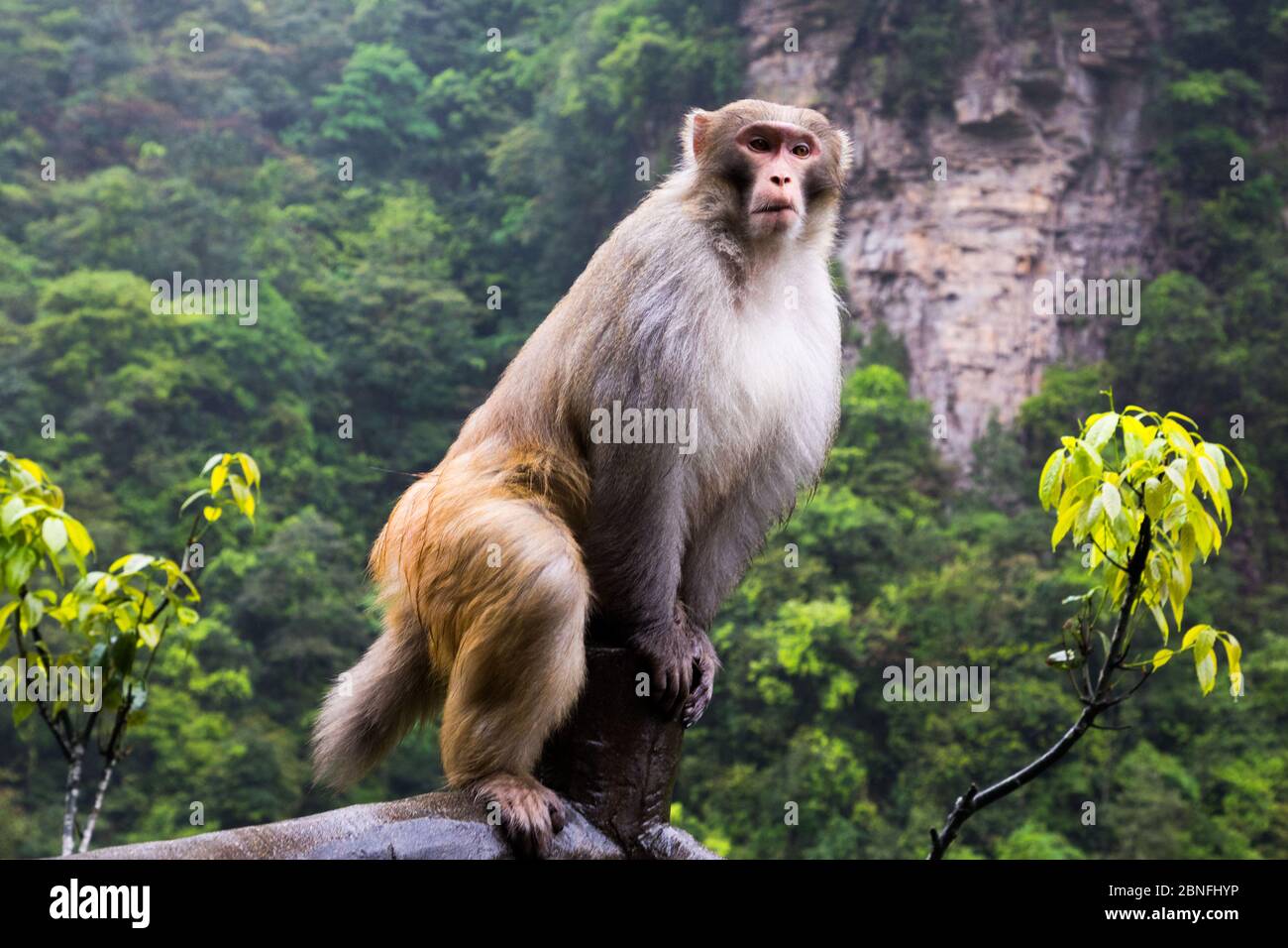 A wild monkey sits on a branch, interacting with tourists and showing ...