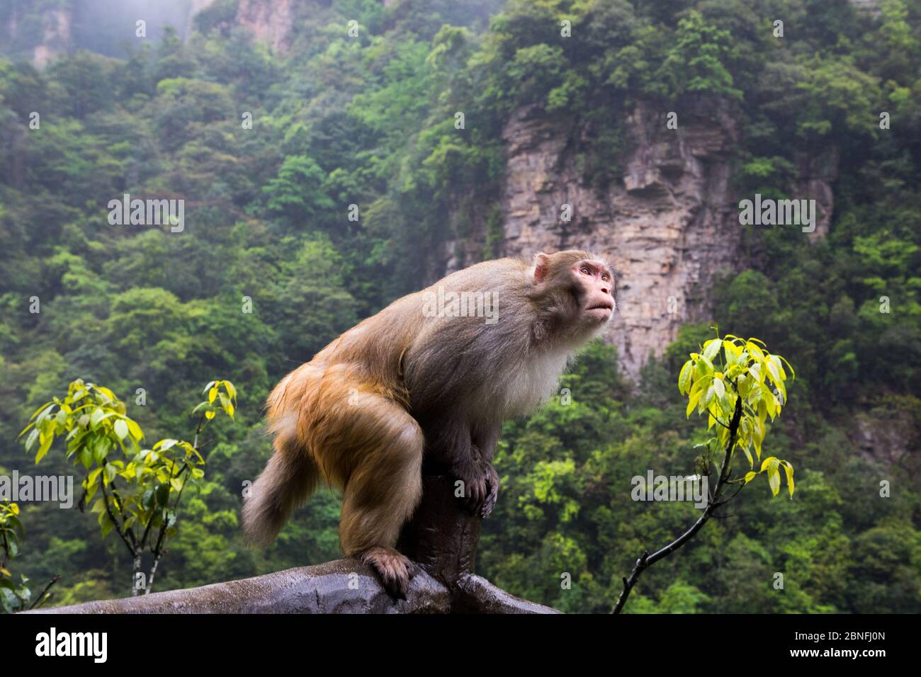 A wild monkey sits on a branch, interacting with tourists and showing ...