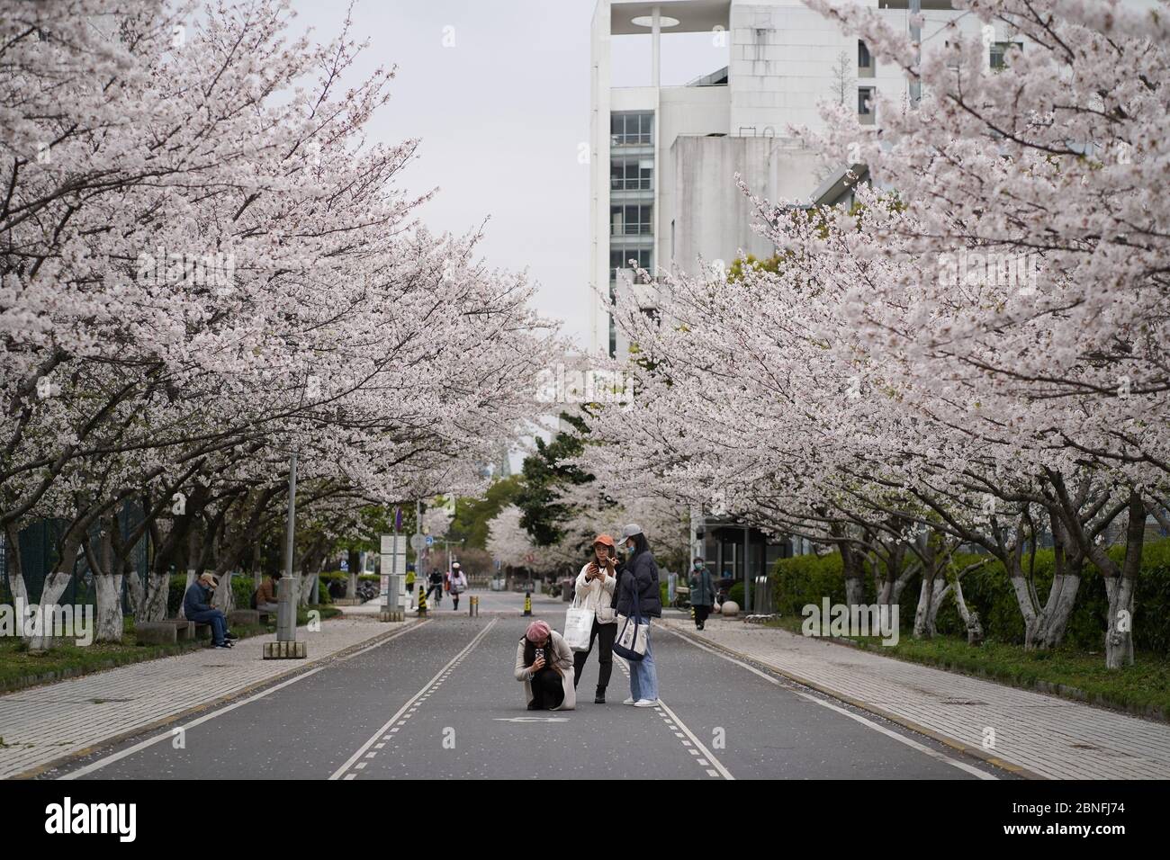 Cherry flowers was in full bloom in Siping Campus of Tonji University ...
