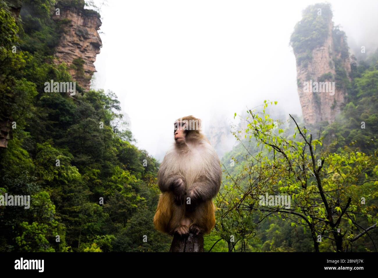 A wild monkey sits on a branch, interacting with tourists and showing ...