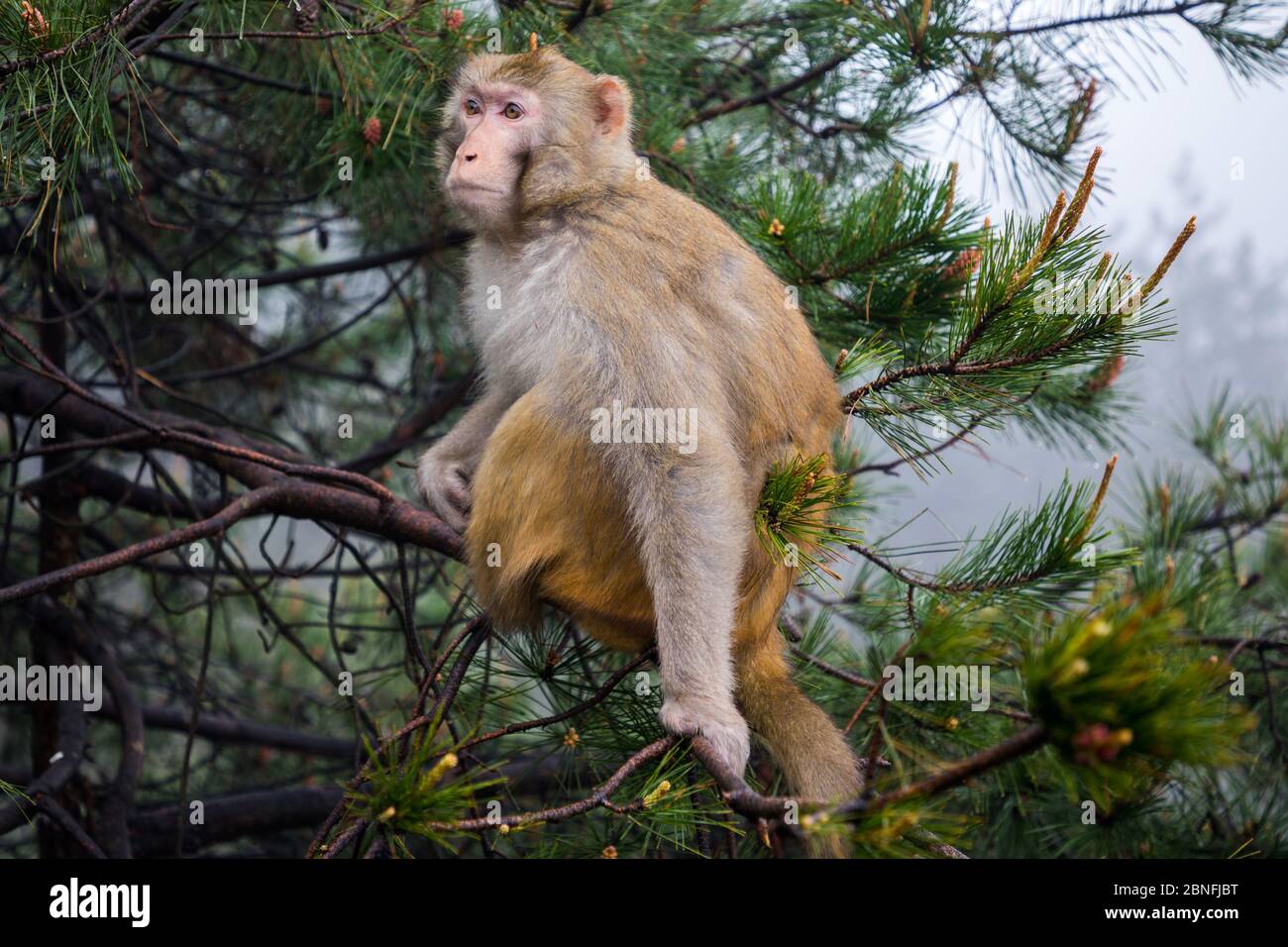 A wild monkey sits on a branch, interacting with tourists and showing ...