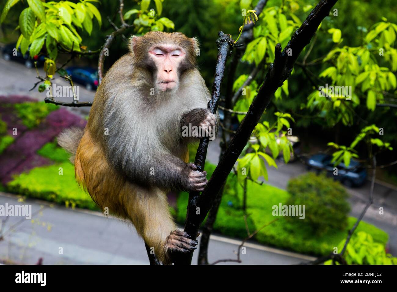 A wild monkey sits on a branch, interacting with tourists and showing ...