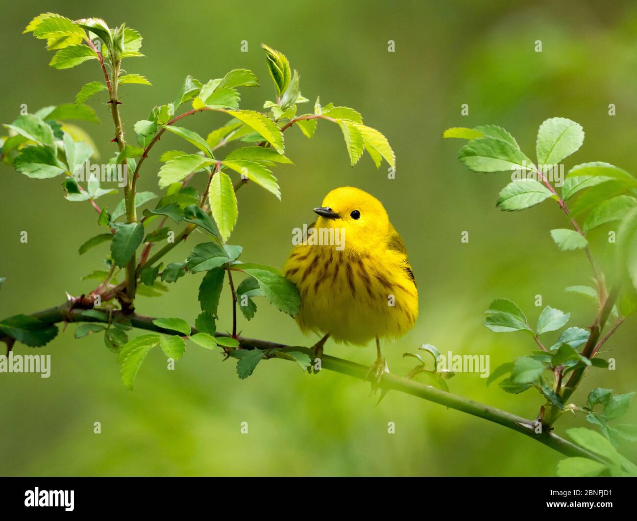Yellow warbler, Setophaga petechia, a common new world warbler in the ...